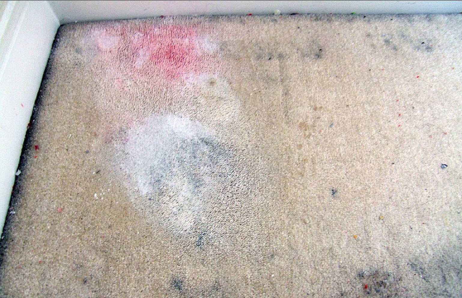 How Get Rid Of Fleas In House Fast Choice Home Warranty How Get Rid Of Fleas In House Fast Choice Home Warranty